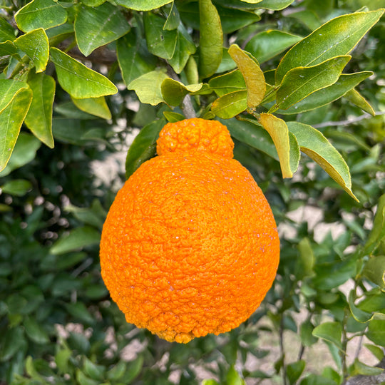 Shiranui – Squeeze Citrus