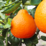 Organically Grown Regenerative Citrus – Squeeze Citrus
