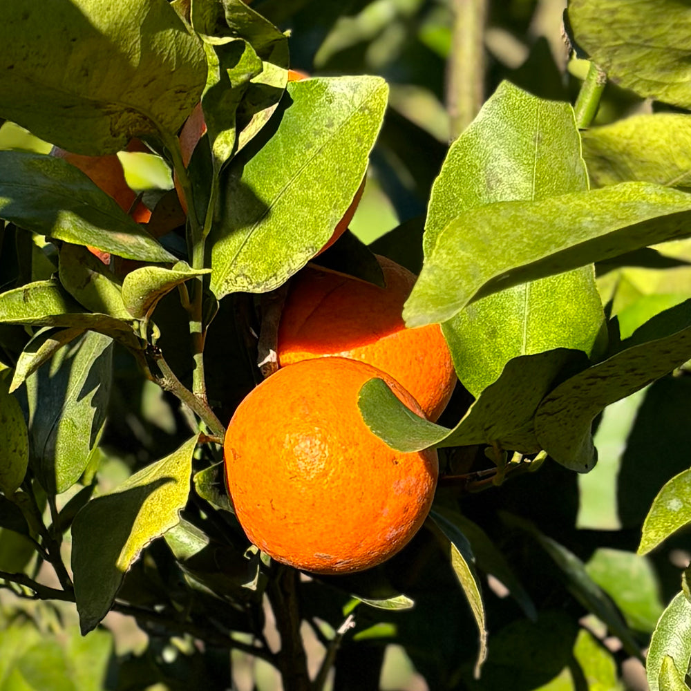 Organically Grown Regenerative Citrus – Squeeze Citrus