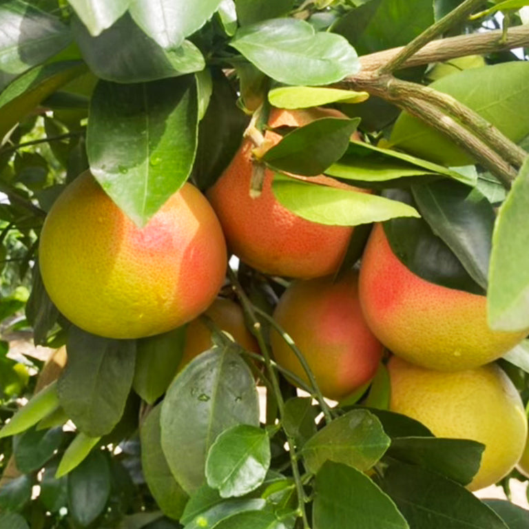 Grapefruit – Squeeze Citrus